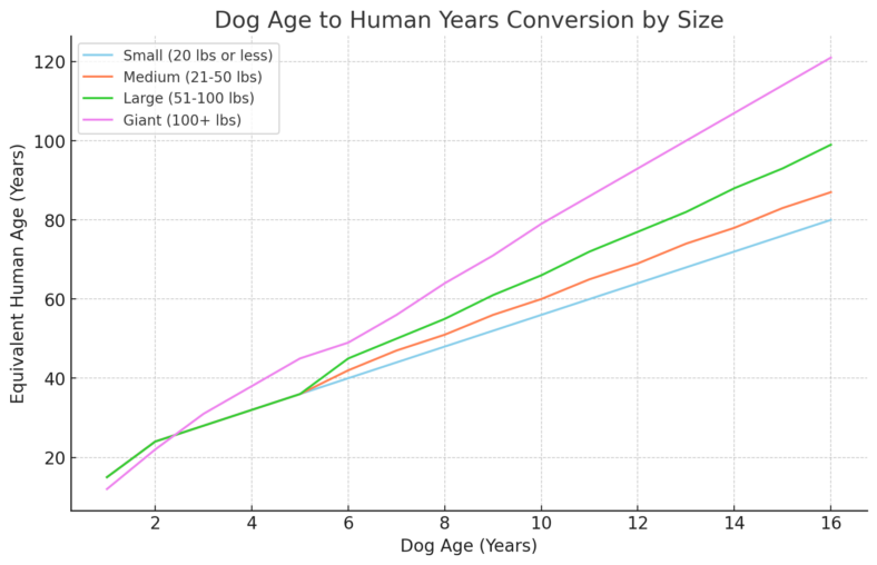 Dog Age Calculator - Dog’s Age in Human Years - 4MeNearMe.com